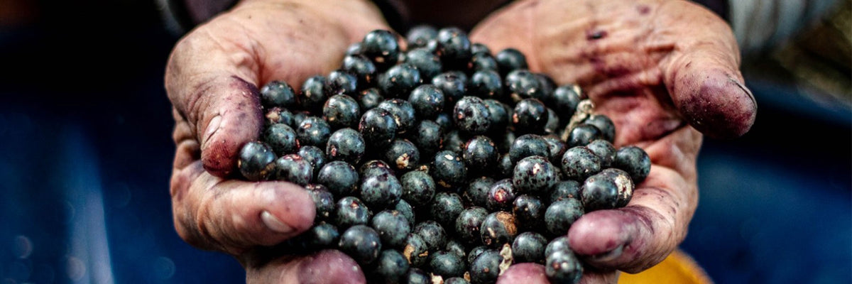 Protect the Amazon Rainforest by Eating These 5 Foods – Culinary ...